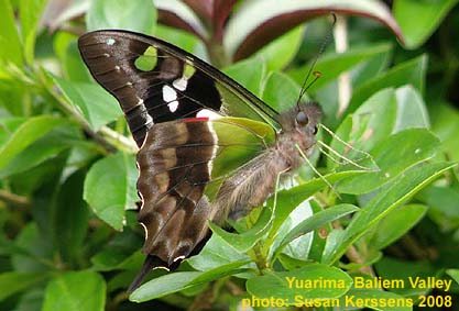 Papua Insects Foundation (Lepidoptera/Papilionidae/Graphium weiskei)